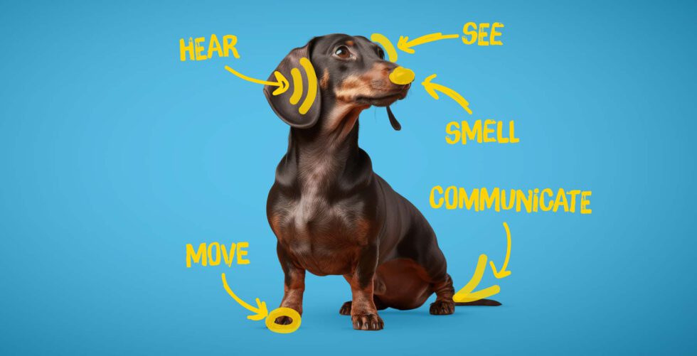 Home - Dogs and Science