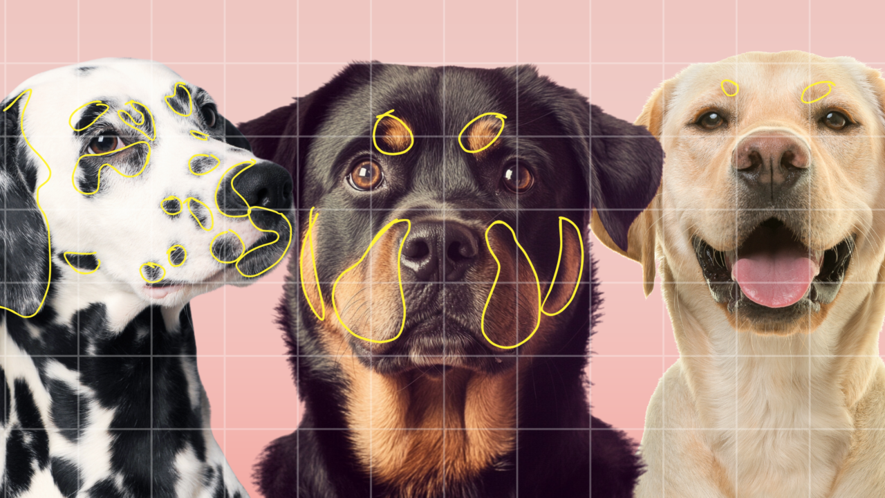 Do facial colours affect dogs’ facial expressions? - Dogs and Science